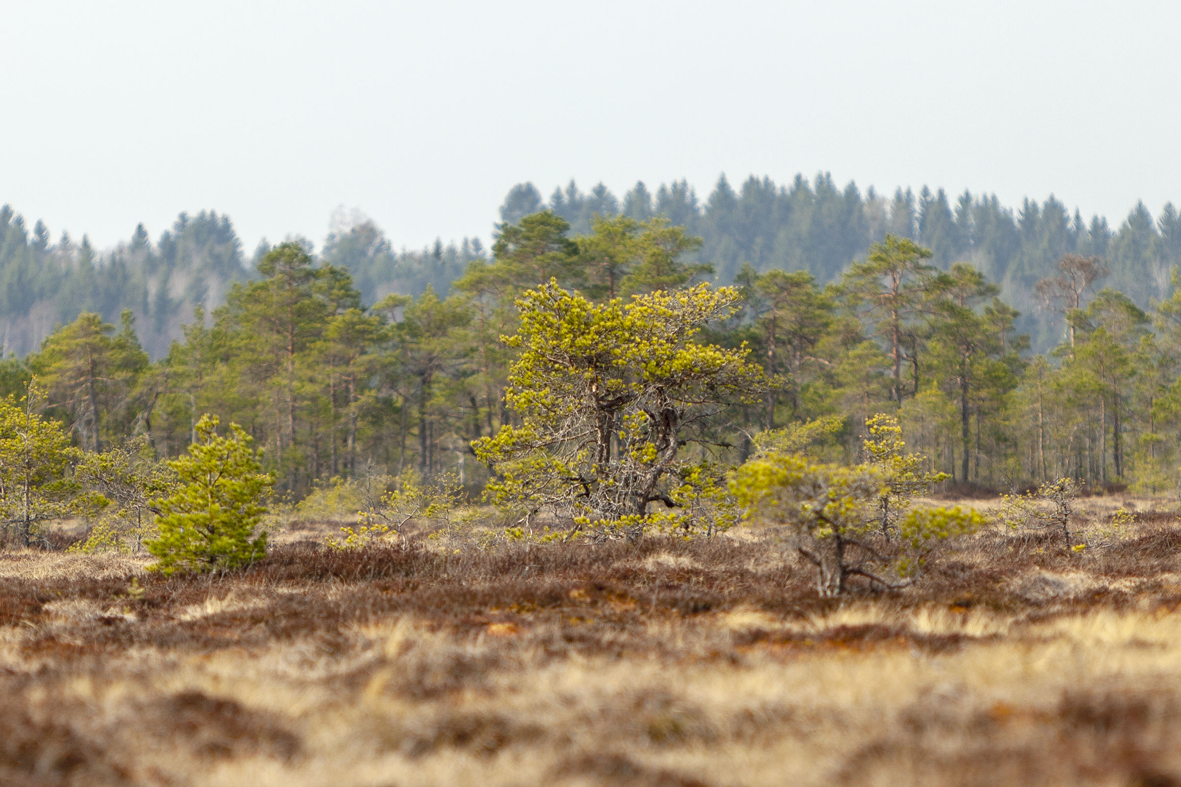 Finnish nature – MINNA JACOBON