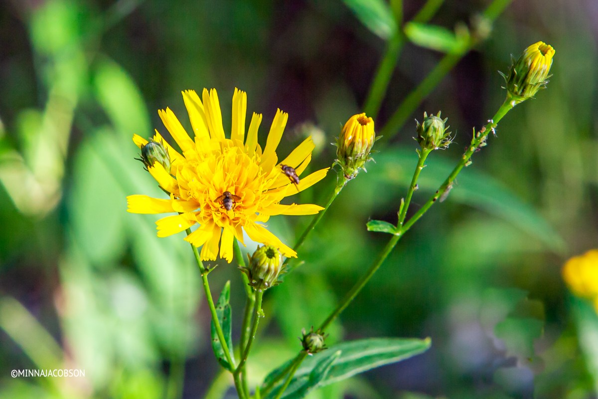 Yellow flower power – MINNA JACOBON