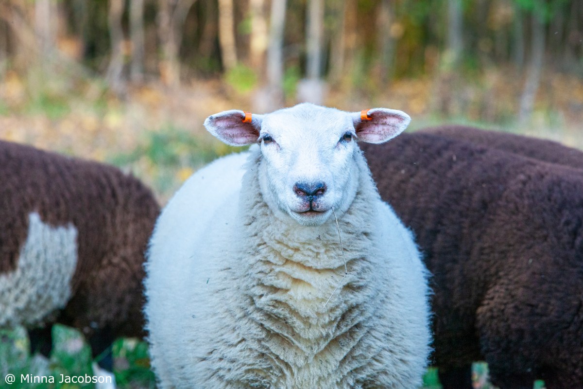 FinnSheep are Northern speciality – MINNA JACOBON