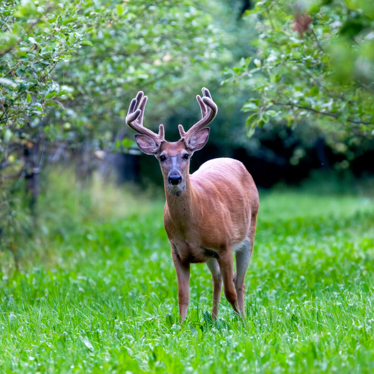 Balancing Act: White-Tailed Deer in Finland’s Ecosystem – MINNA JACOBON