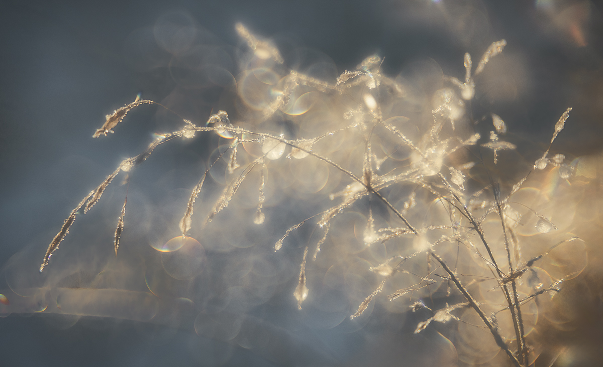 The Enchantment of Frost: A Winter Photographer’s Journey – MINNA JACOBSON